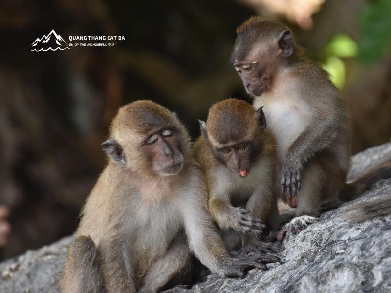 Your All-In-One Travel Guide to Cat Ba Island: What to See, Eat, and Do